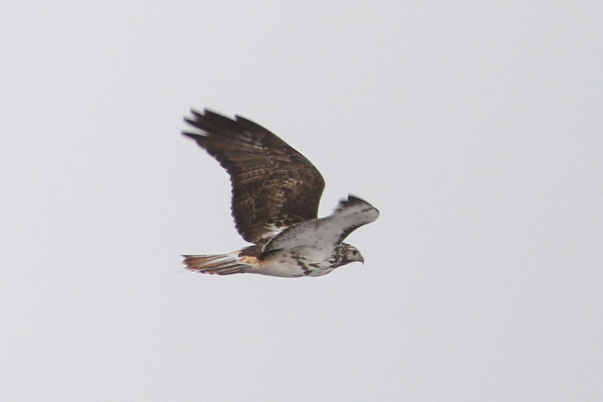 ML540047181 - Red-tailed Hawk (Harlan's) - Macaulay Library