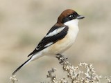 Kent, England, United Kingdom - eBird