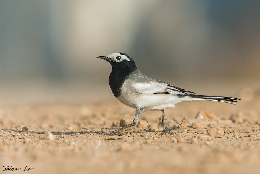 White Wagtail (Masked) - eBird