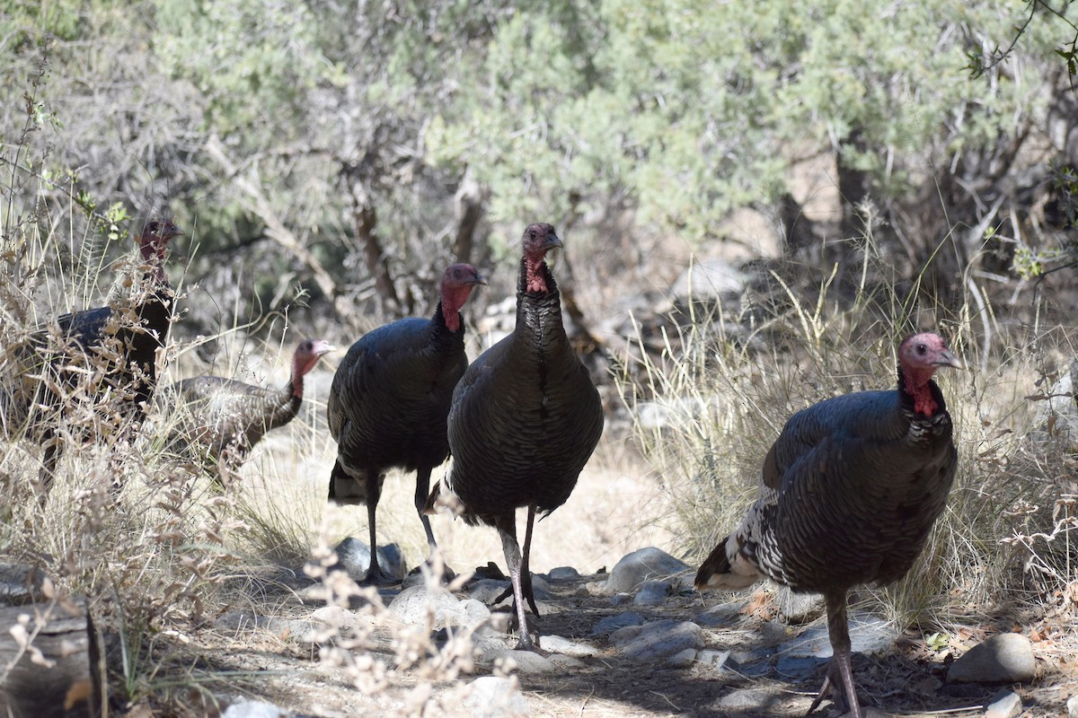eBird Checklist - 27 Feb 2023 - Madera Canyon--Proctor Rd. - 20 species