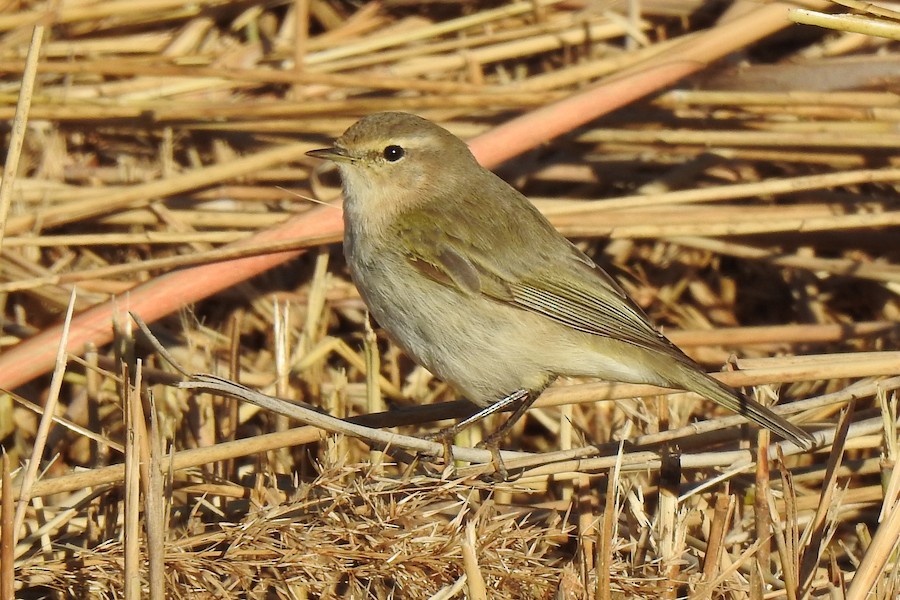 Common Chiffchaff (Siberian) - eBird