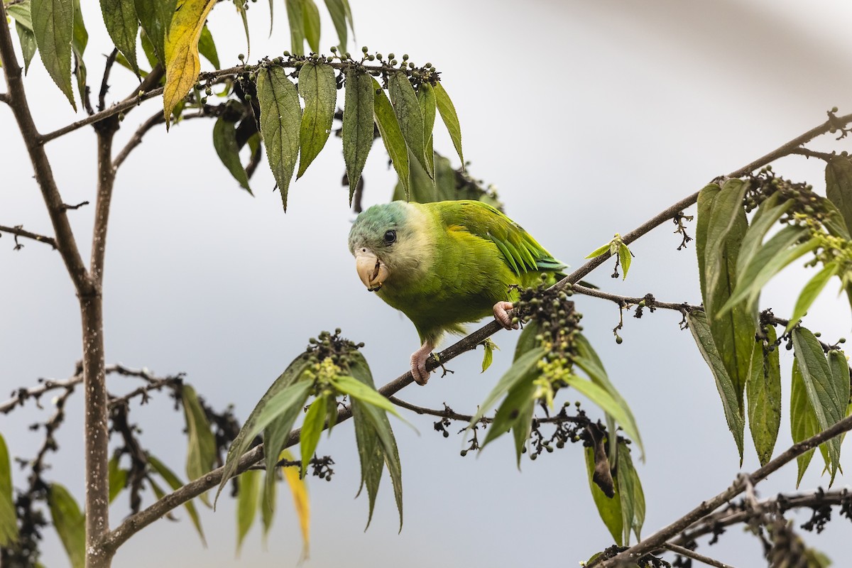 ML540839151 - Gray-cheeked Parakeet - Macaulay Library