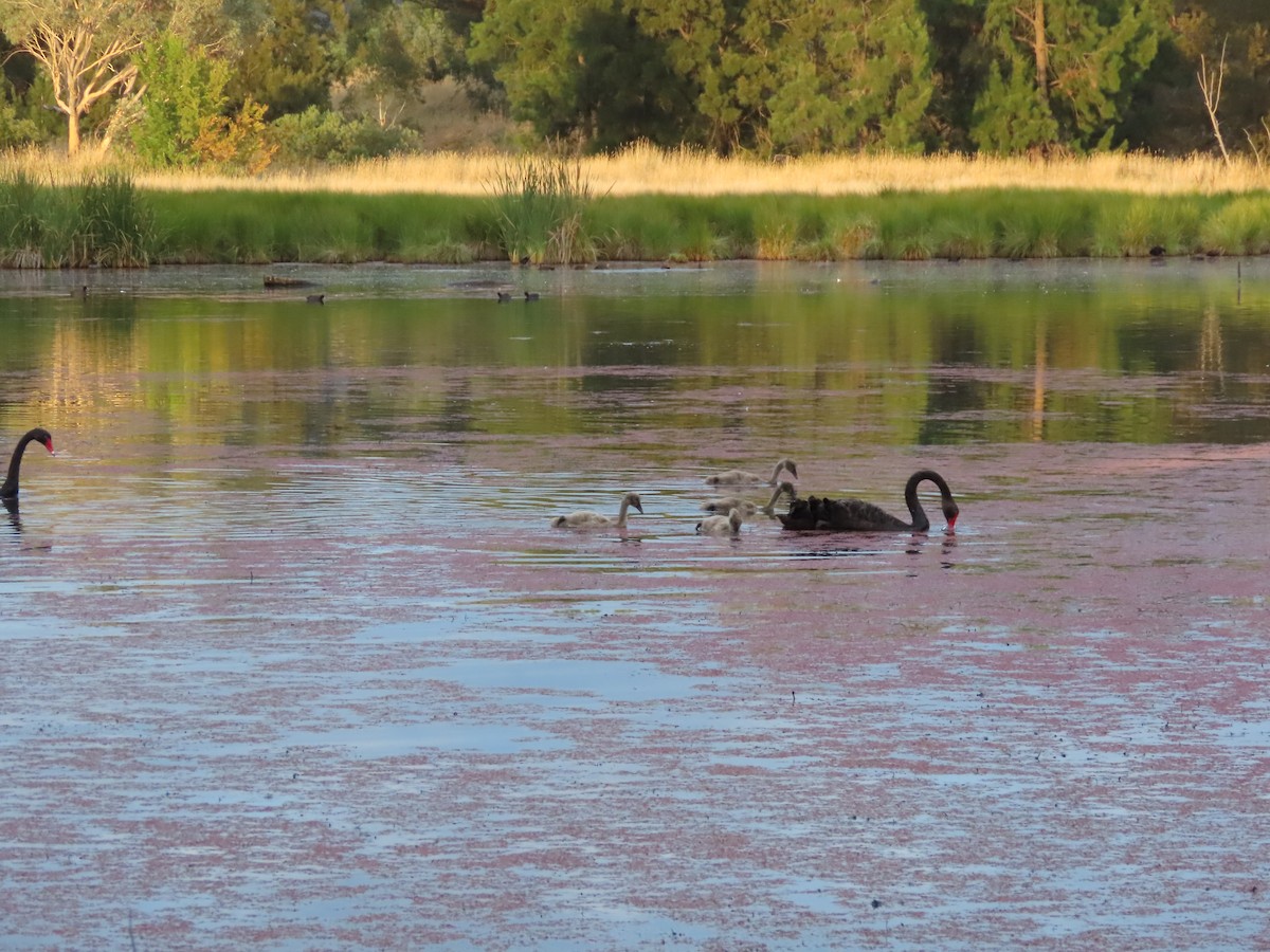 eBird Checklist - 2 Mar 2023 - Jerrabomberra Wetlands Nature Reserve ...