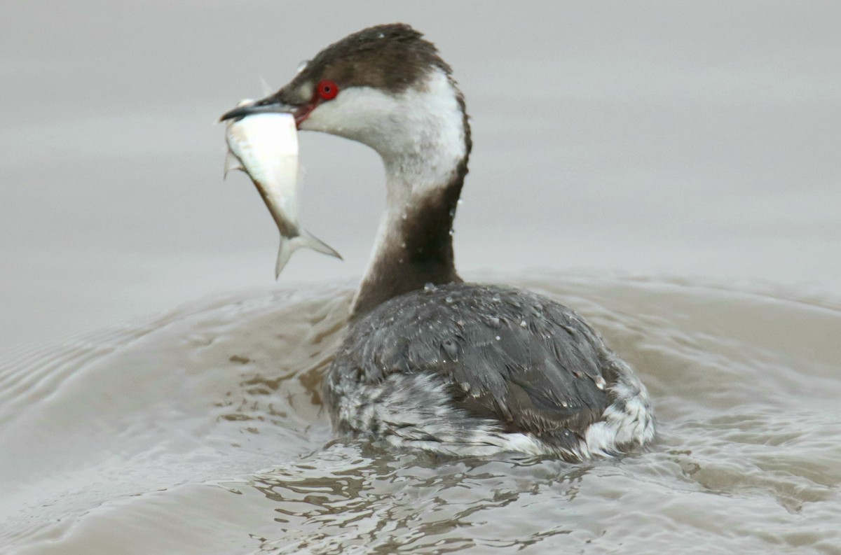 eBird Checklist - 28 Feb 2023 - Lake Decatur--Hot Water Ditch - 1 species