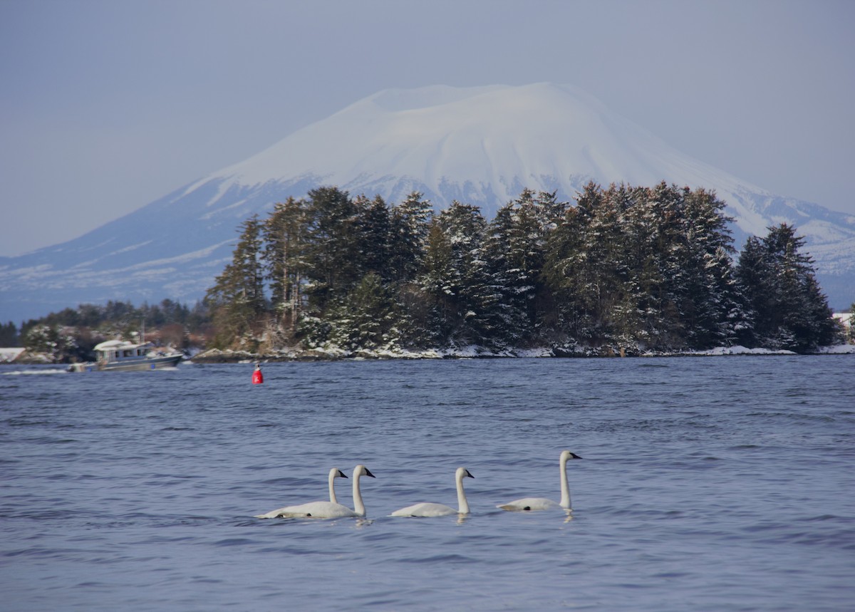 eBird Checklist - 3 Mar 2023 - Sitka National Historical Park - 28 species