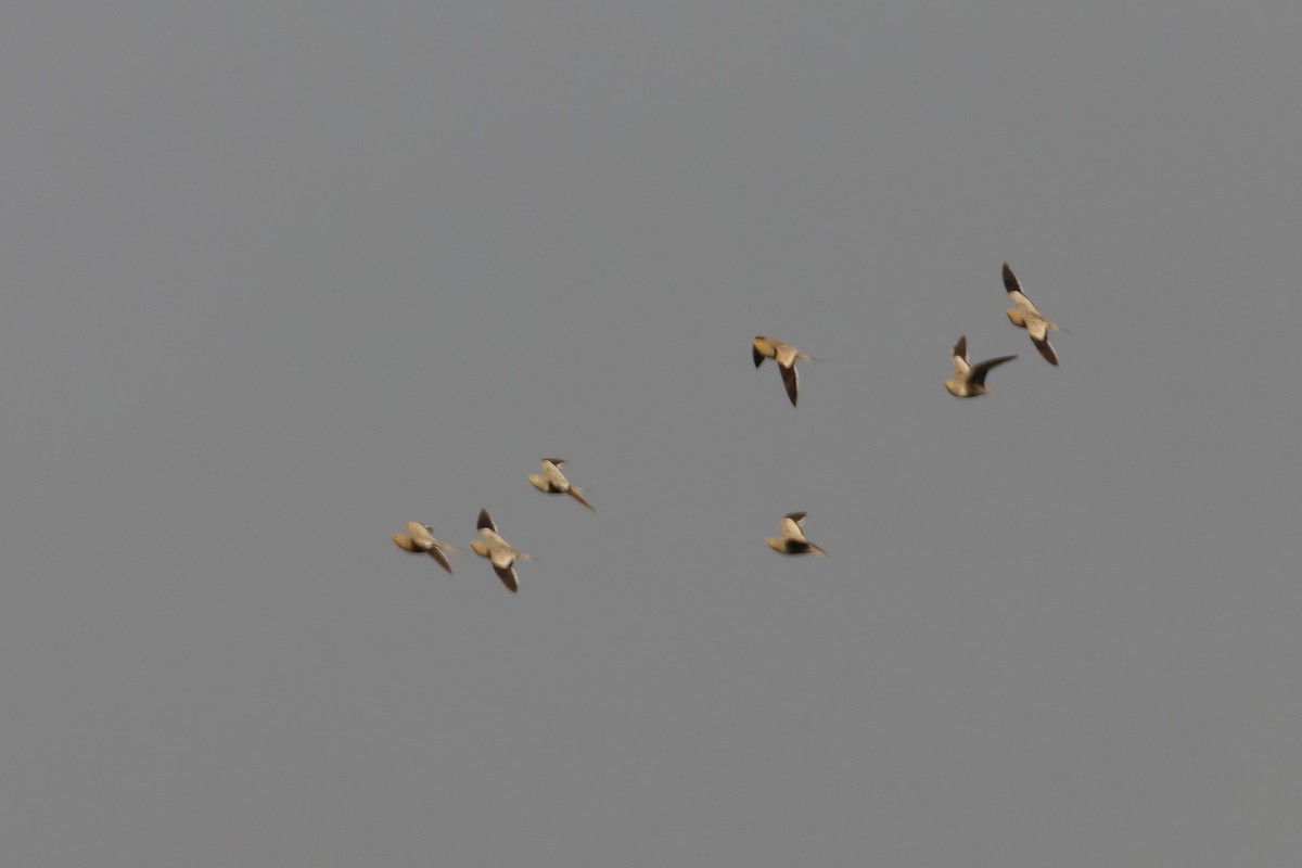 eBird Checklist - 4 Mar 2023 - Al Maha Forest--Pivot Fields (no access ...