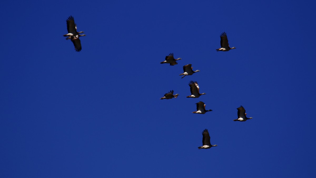 eBird Checklist - 3 Mar 2023 - ZPE Castro Verde--Viseus - 1 species