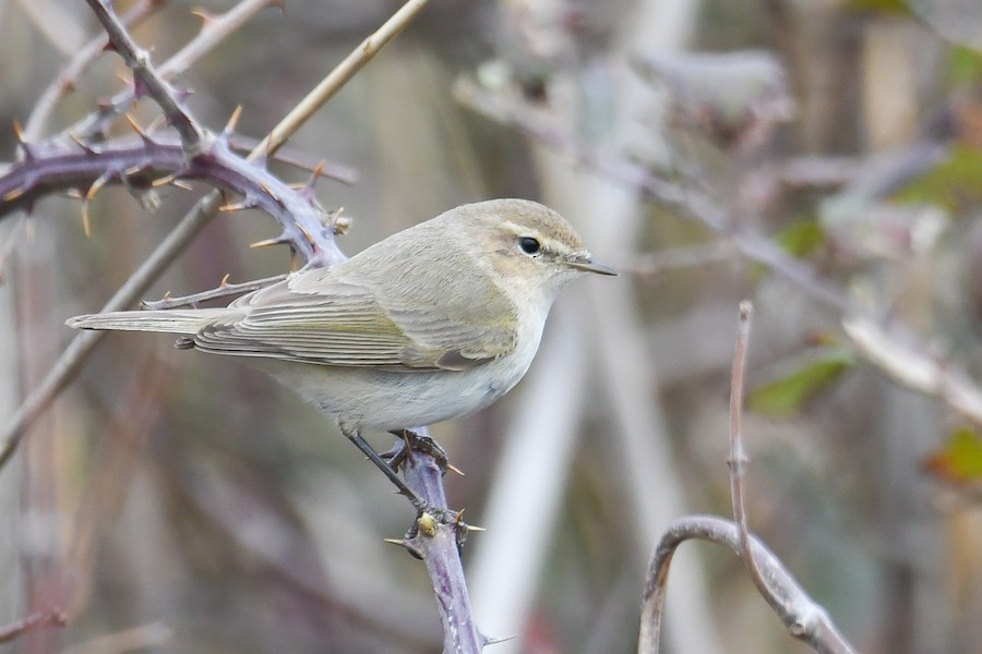 Common Chiffchaff (Siberian) - eBird