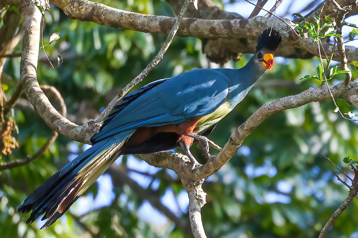 ML542691061 - Great Blue Turaco - Macaulay Library