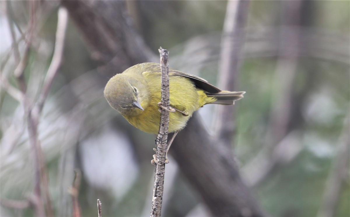 ML542692951 - Orange-crowned Warbler - Macaulay Library