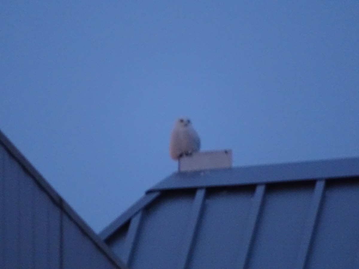 Great Backyard Bird Count Checklist - 17 Feb 2023 - Thunder Bay--Marina ...