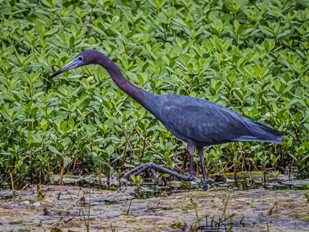 eBird Checklist - 6 Mar 2023 - Wallisville Lake Project--JJ Mayes Wildlife Trace - 26 species