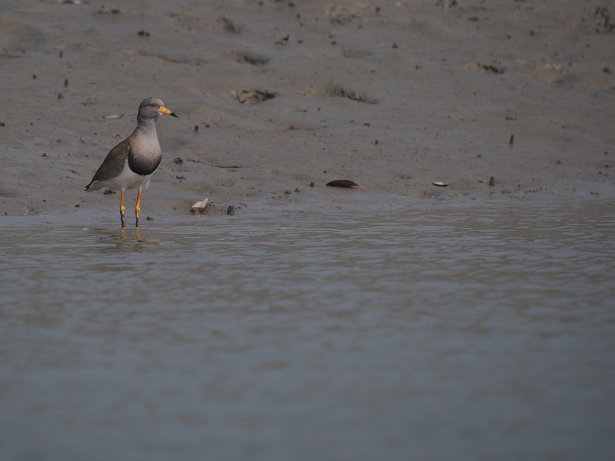 eBird Checklist - 10 Feb 2023 - Sundarbans--Kalabogi (Haddora Khal ...