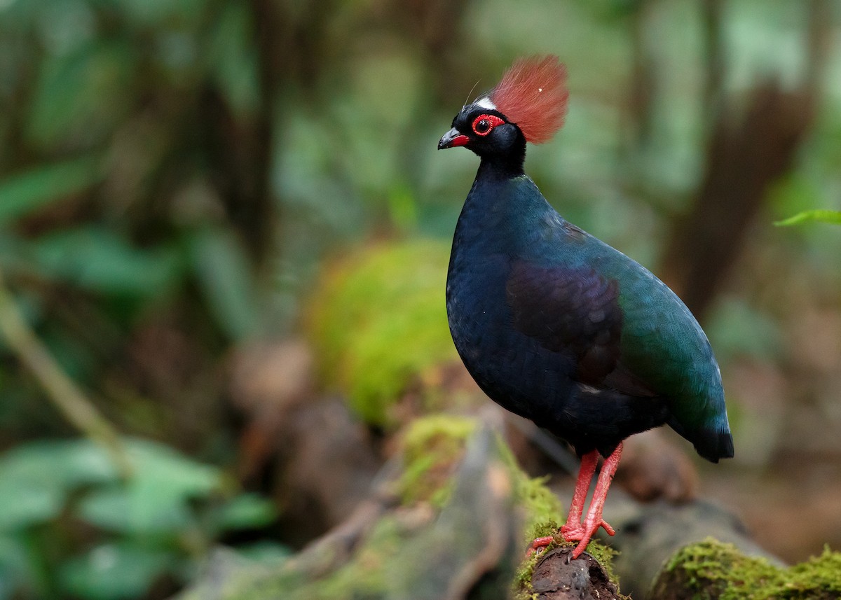 ML543224201 - Crested Partridge - Macaulay Library