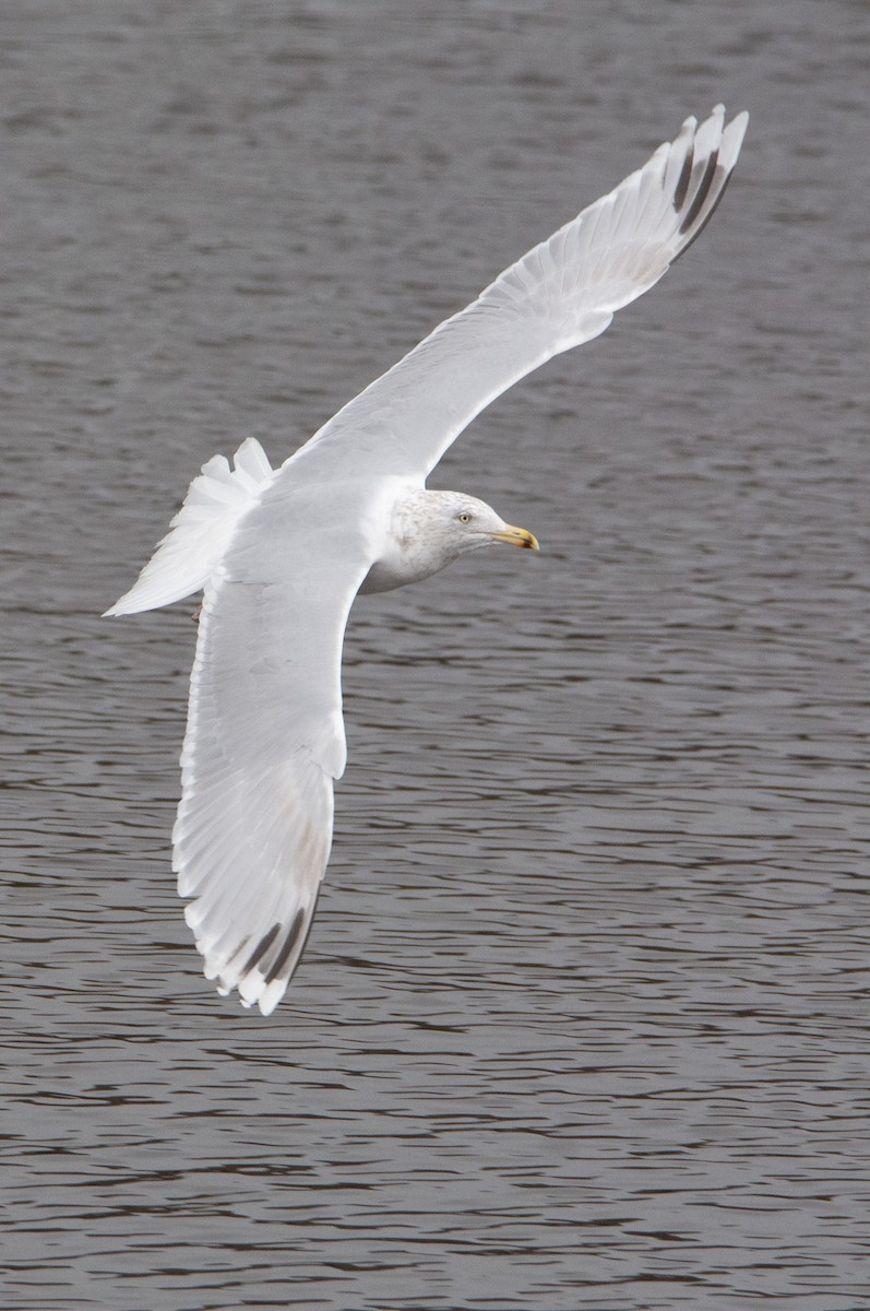 ML543253831 - European Herring x Glaucous Gull (hybrid) - Macaulay Library