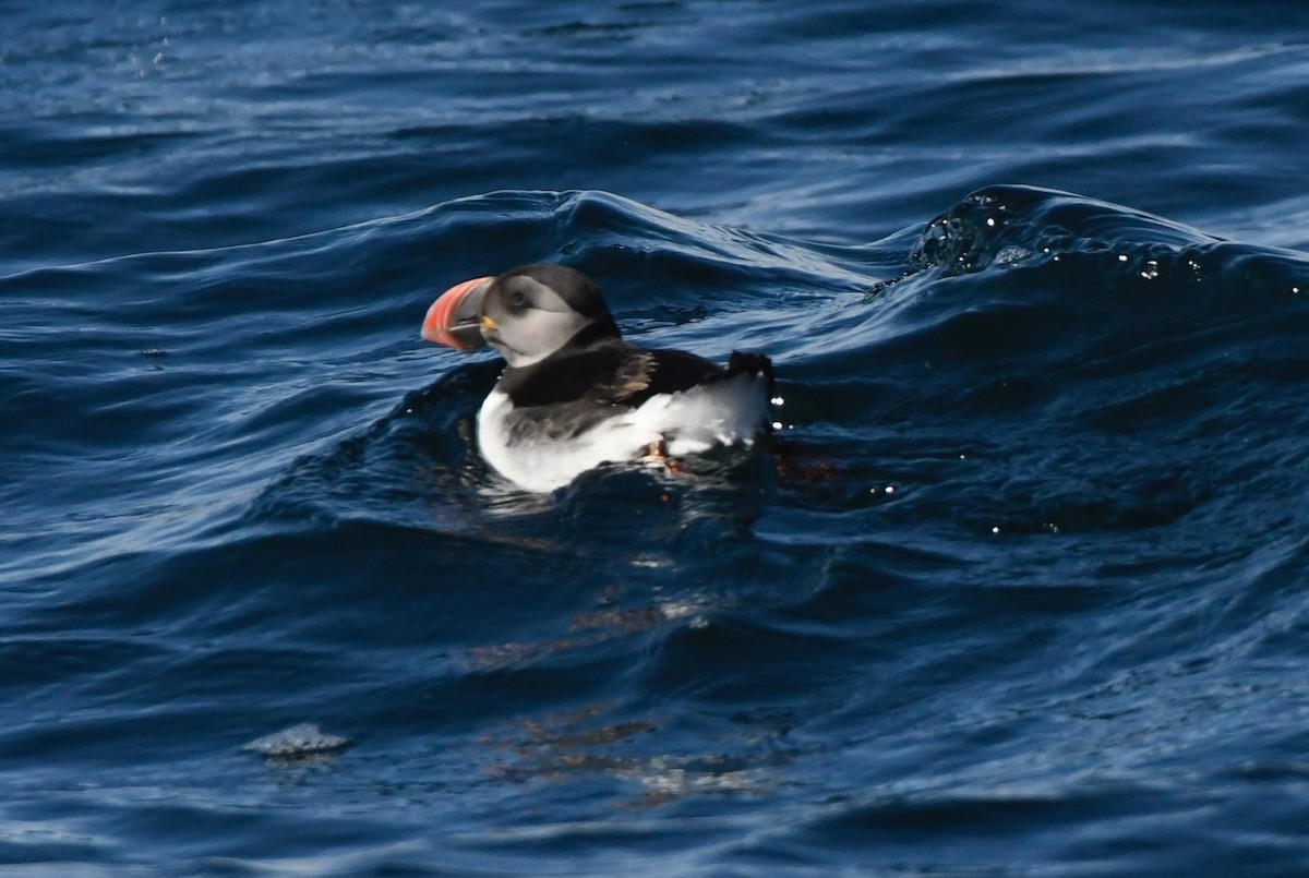 Maine Bird Atlas Checklist - 9 Mar 2023 - Isles of Shoals--Appledore ...
