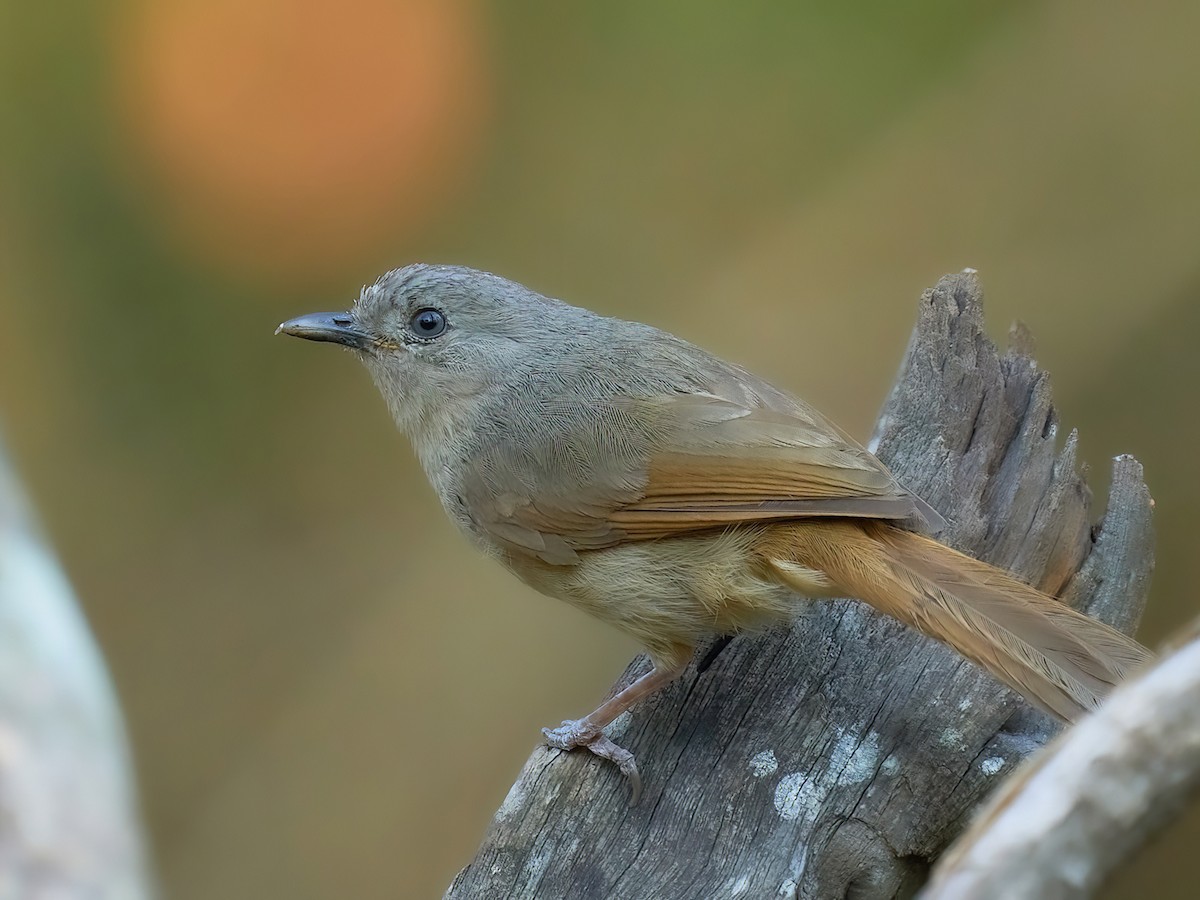 Brown-cheeked Fulvetta - Alcippe poioicephala - Birds of the World