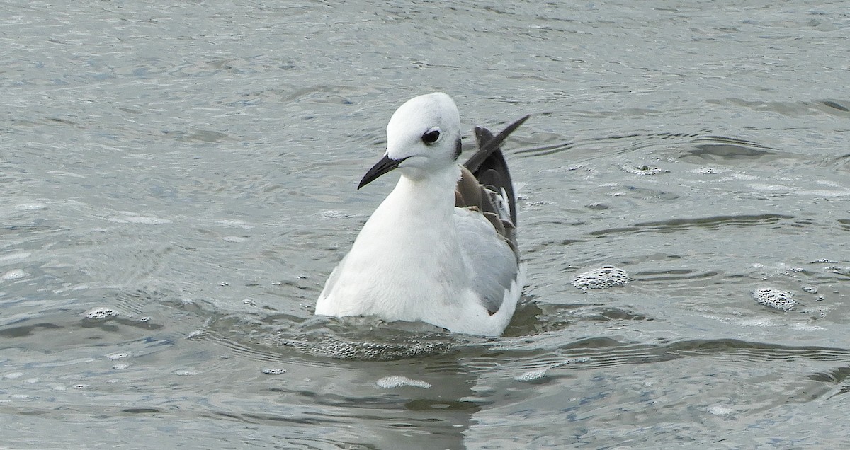 eBird Checklist - 10 Mar 2023 - Hartlen Point - 20 species