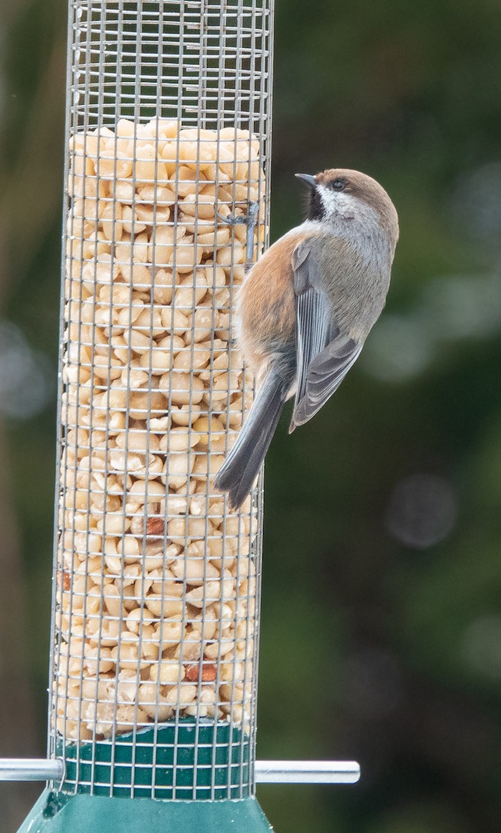 eBird Checklist - 11 Mar 2023 - Factor home in Hiram - 16 species