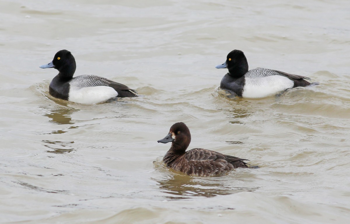 eBird Checklist - 11 Mar 2023 - Lorain Harbor Fishing Pier - 17 species
