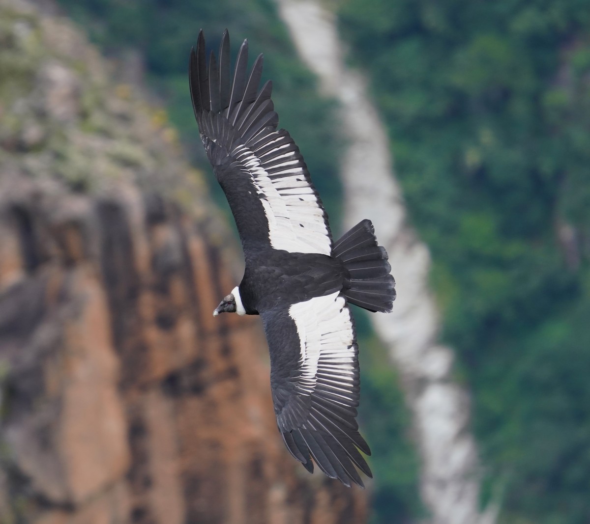 eBird Checklist - 10 Mar 2023 - Mirador de Condor - 34 species