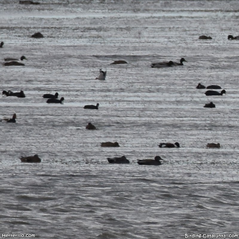 eBird Checklist - 12 Mar 2023 - Delta de l'Ebre PNat--Mirador de l ...