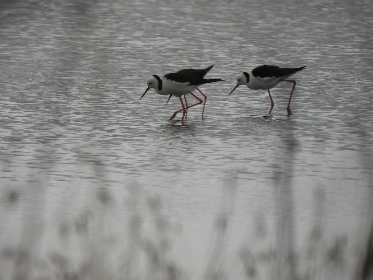 eBird Checklist - 13 Mar 2023 - Moolap Saltworks--Pump-house - 2 species