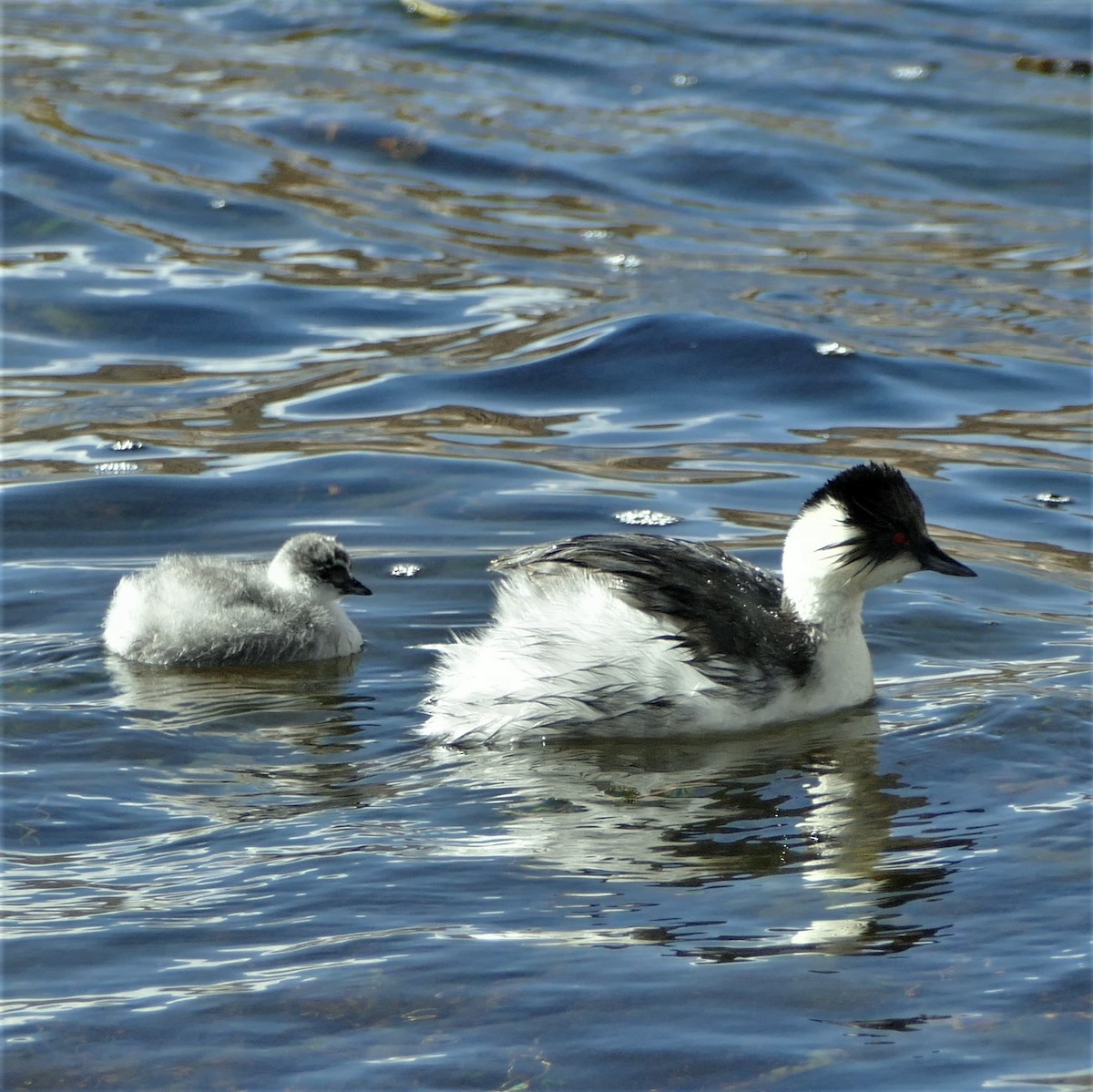 ML545021381 - Silvery Grebe - Macaulay Library