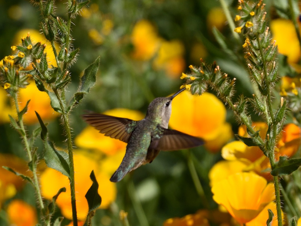 eBird Checklist - 13 Mar 2023 - Sunset Vista Trail Head, Picacho ...