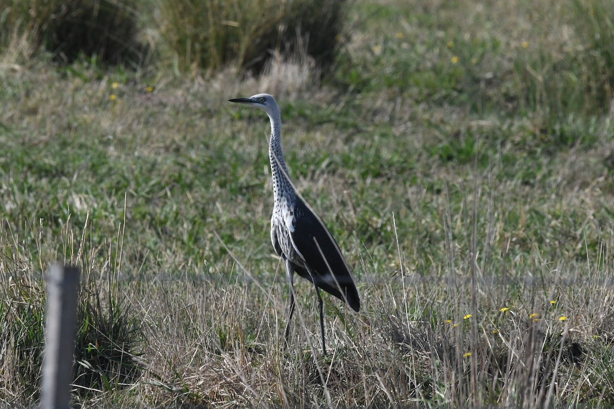 eBird Checklist - 14 Mar 2023 - Yarra Valley Trail, Lilydale to ...