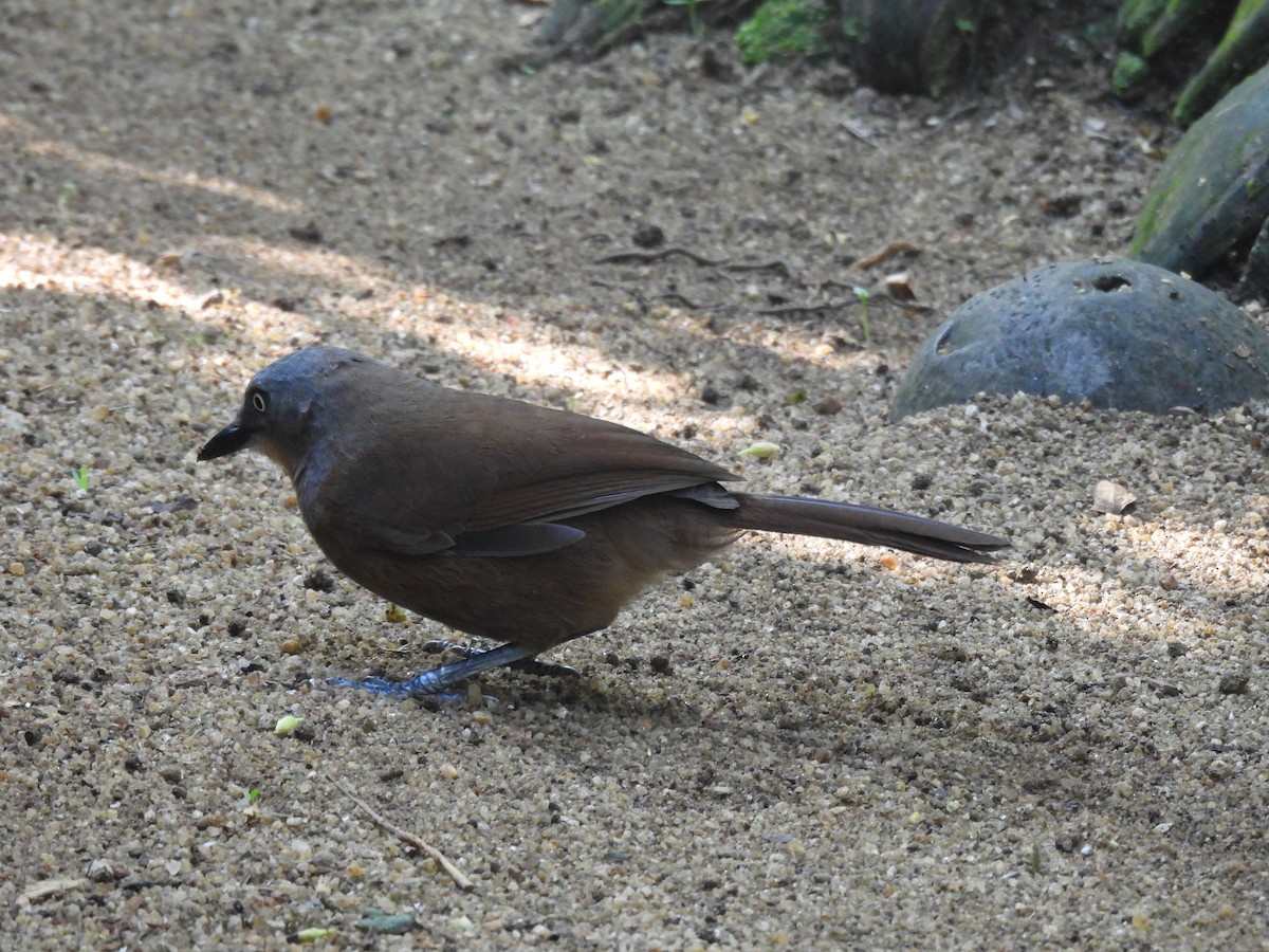 ML545339521 - Ashy-headed Laughingthrush - Macaulay Library