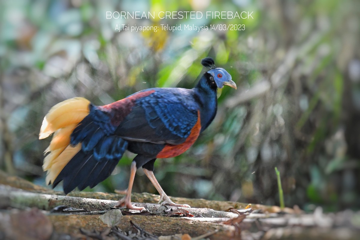 ML545395581 - Bornean Crested Fireback - Macaulay Library