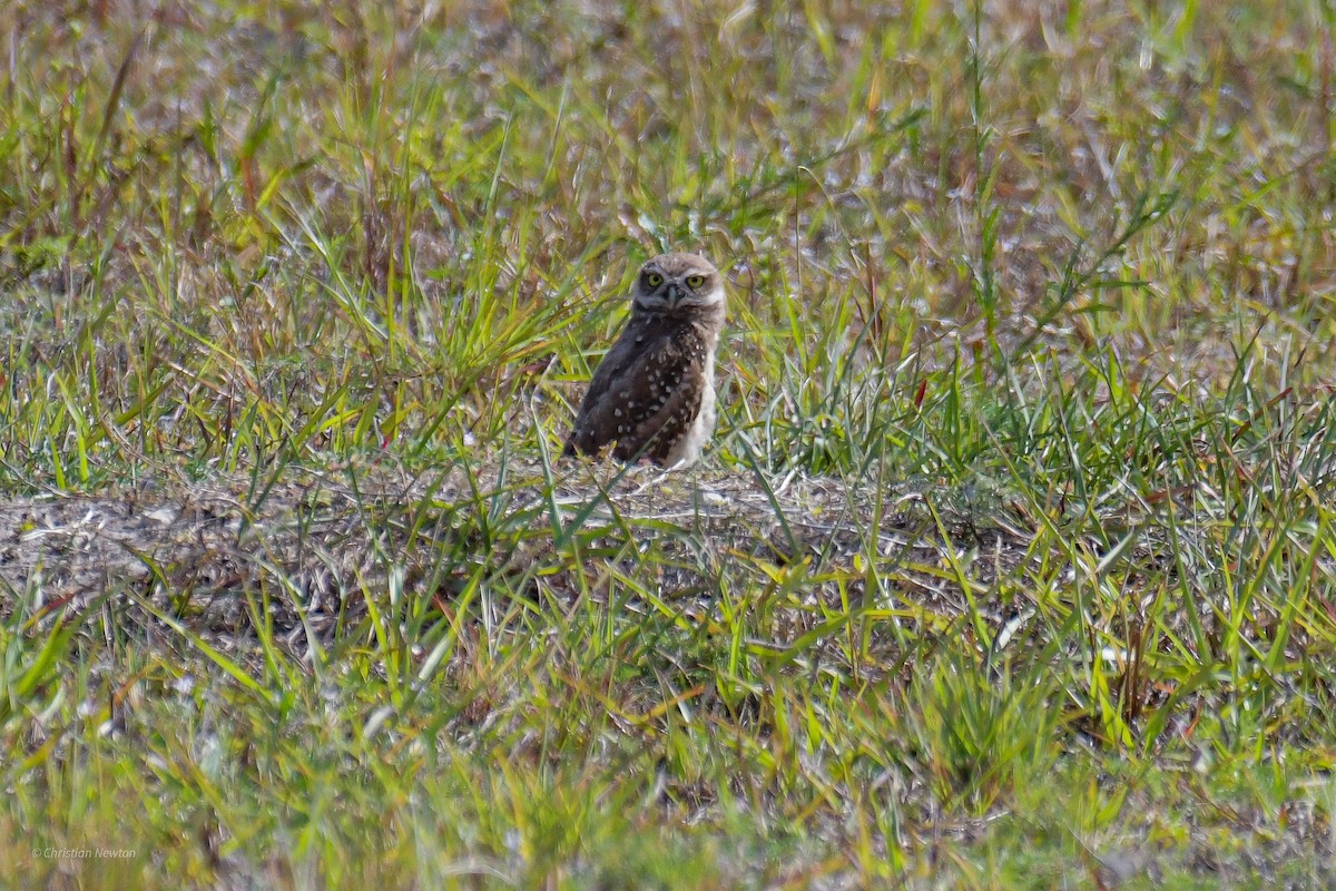 eBird Checklist - 20 Mar 2021 - Florida Atlantic University - 6 species