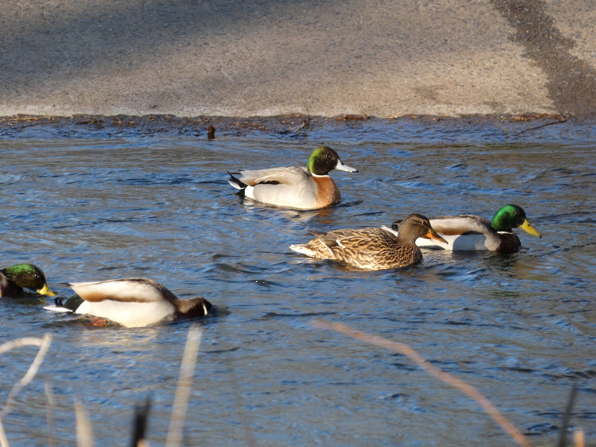 eBird Checklist - 15 Mar 2023 - Cub Run Stream Valley Park (South) - 18 ...