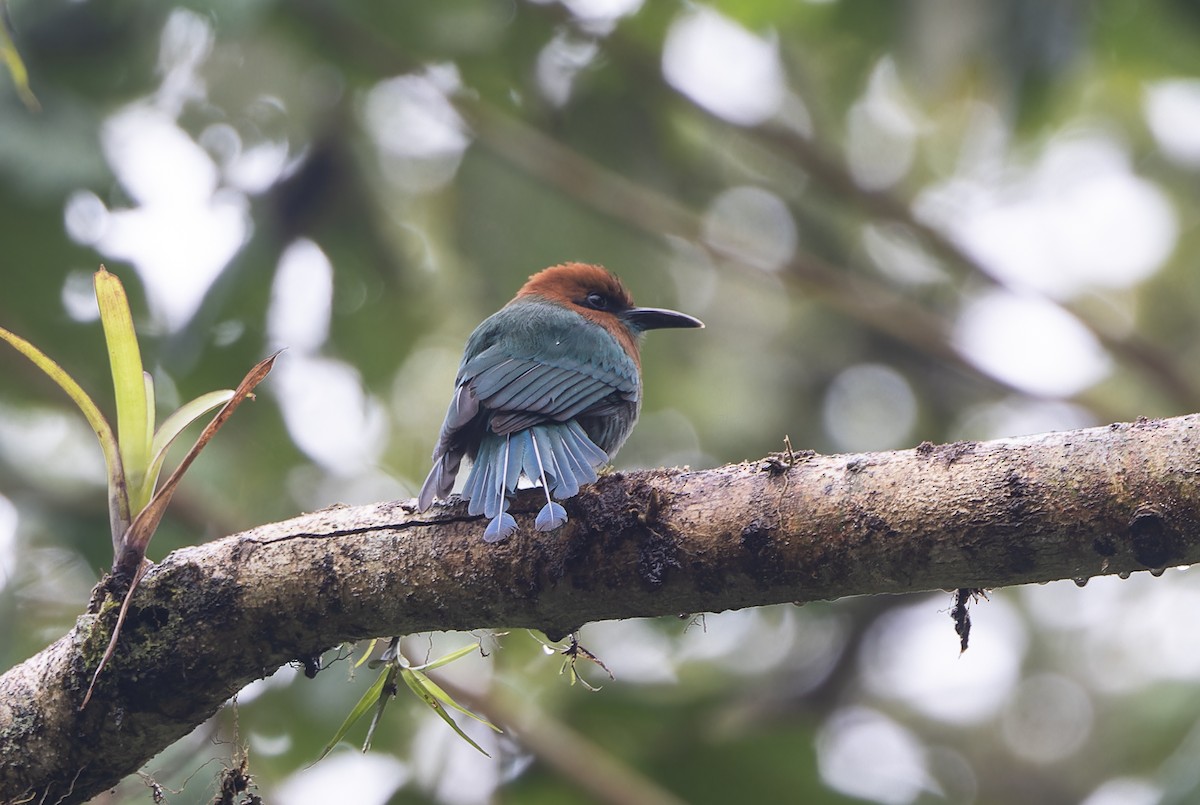 eBird Checklist - 13 Feb 2023 - Arenal Observatory Lodge - 52 species