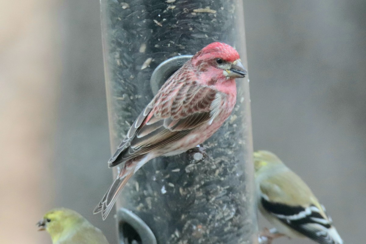 eBird Checklist - 16 Mar 2023 - Rock Springs Center (Macon Co.) - 28 ...