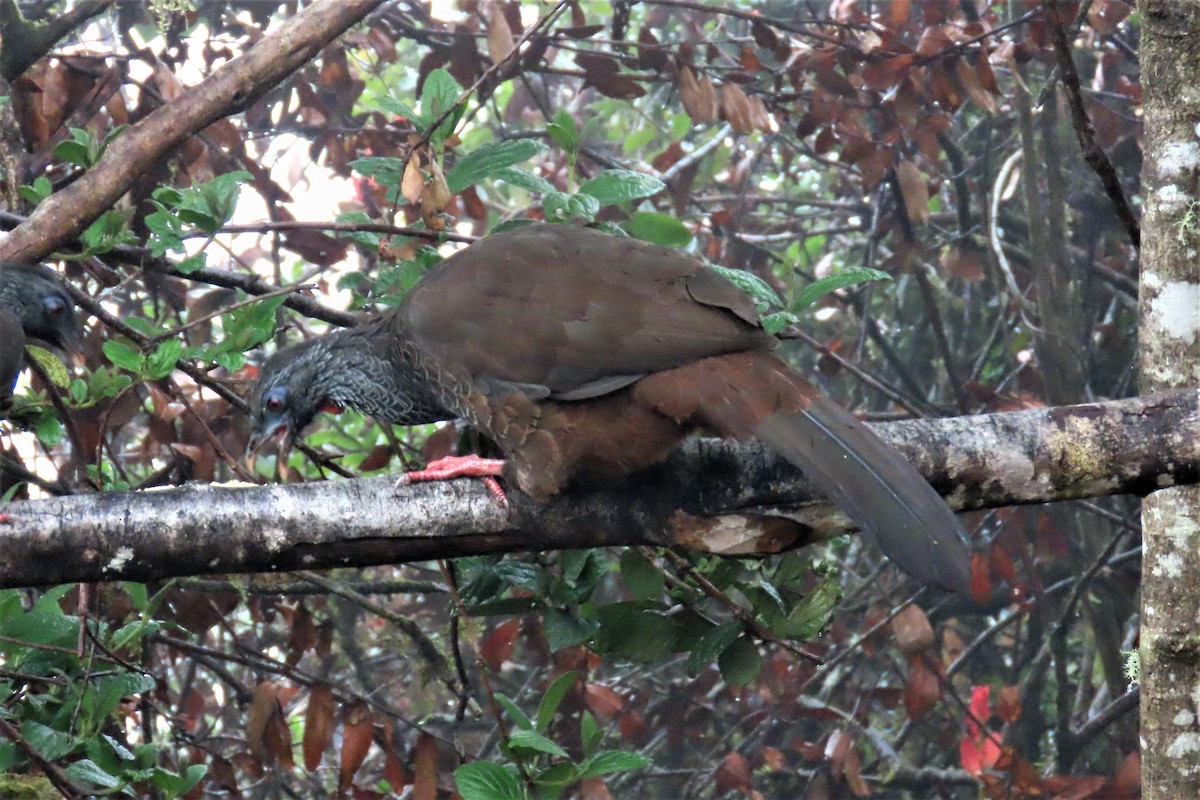 eBird Checklist - 6 Mar 2023 - Reserva Yanacocha - 27 species