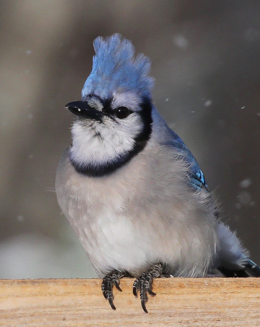 eBird Checklist - 17 Mar 2023 - Bourgo Home - 11 species