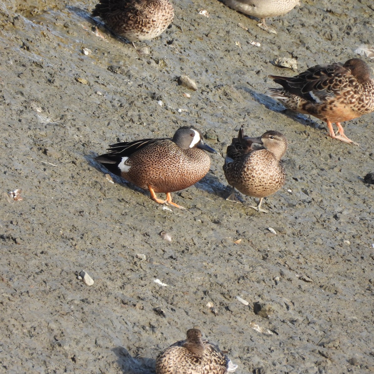 ML546638021 - Blue-winged Teal - Macaulay Library
