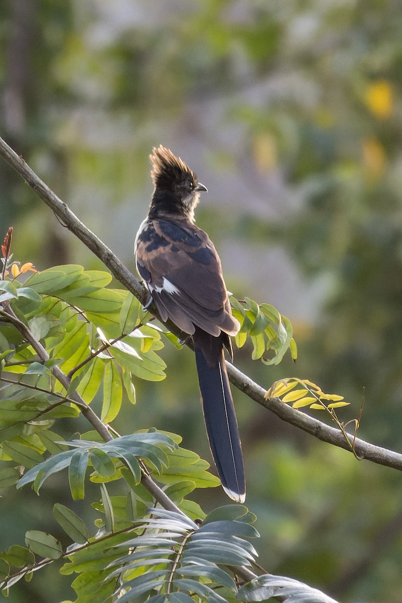 eBird Checklist - 20 Dec 2022 - Atewa Range--upland forest & ridge - 24 ...
