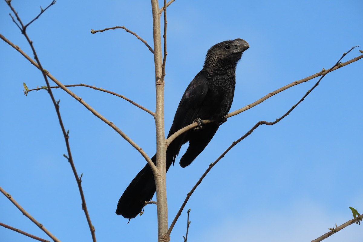 eBird Checklist - 17 Mar 2023 - Reserva Forestal El Palomar - 35 ...