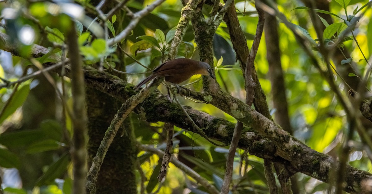 ML547050421 - Ashy-headed Laughingthrush - Macaulay Library