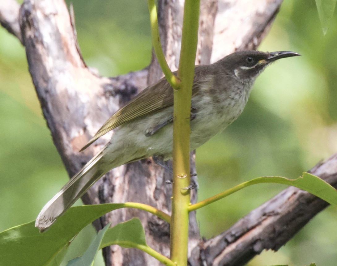 eBird Checklist - 19 Mar 2023 - Kakadu National Park--Barrk Malam Walk ...