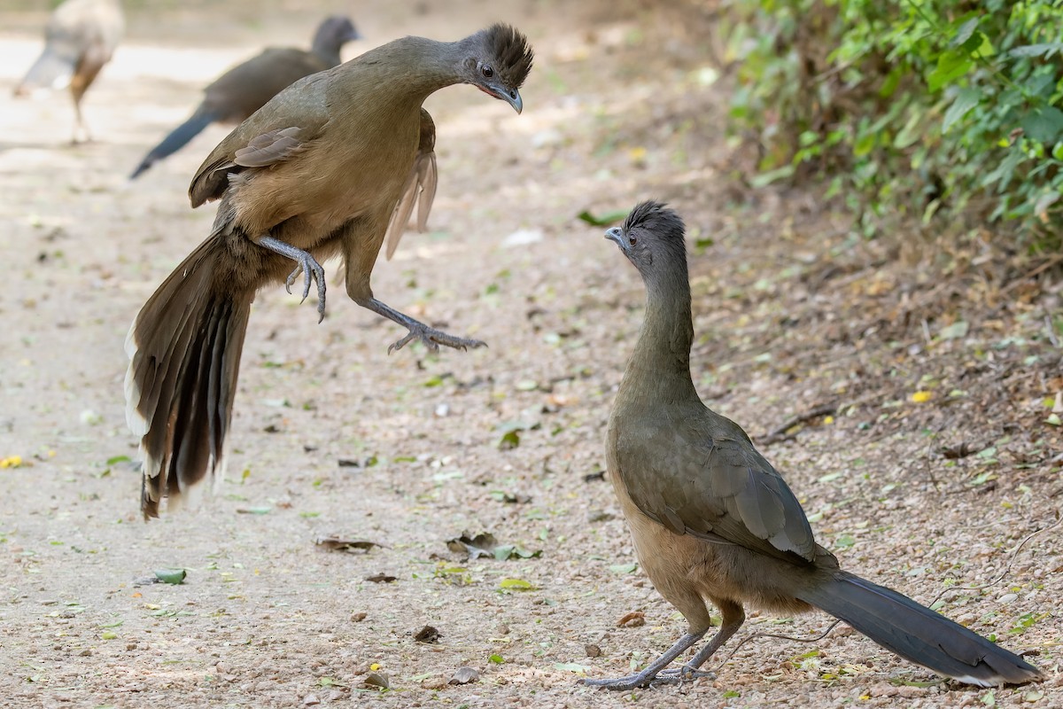 ML547318331 - Plain Chachalaca - Macaulay Library