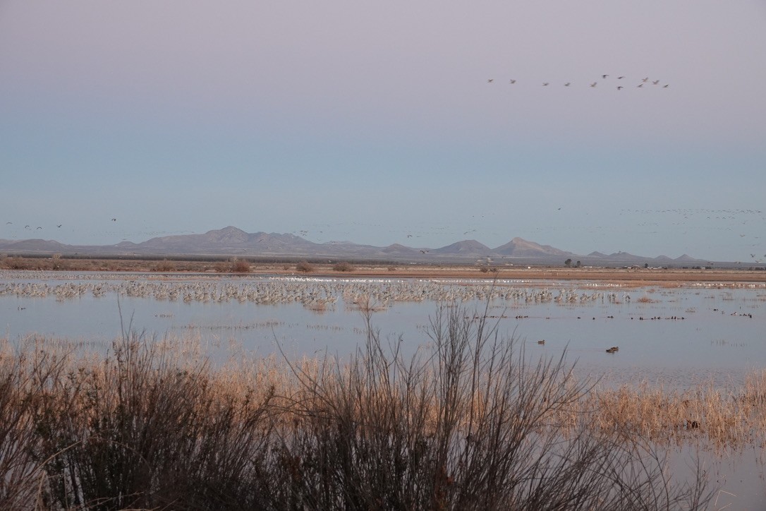 eBird Checklist - 25 Dec 2022 - Whitewater Draw Wildlife Area - 18 species