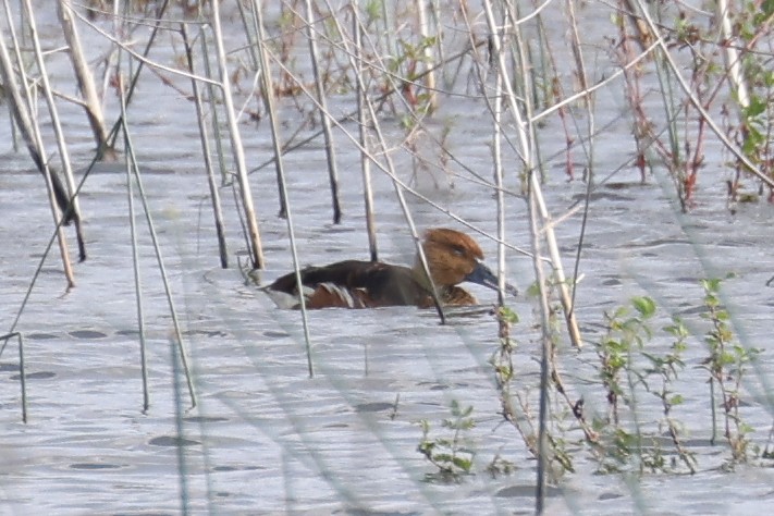 eBird Checklist - 16 Mar 2023 - Santa Ana NWR (LTC 059) - 58 species ...