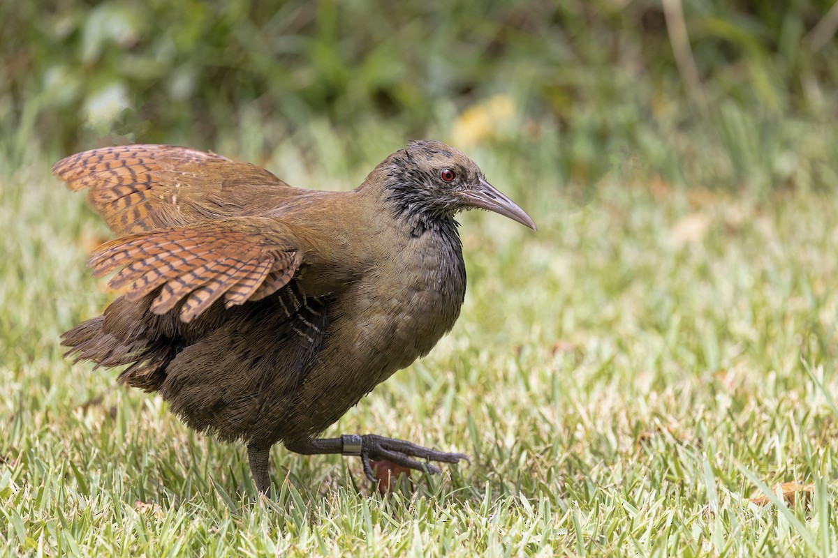 ML547518001 - Lord Howe Rail - Macaulay Library