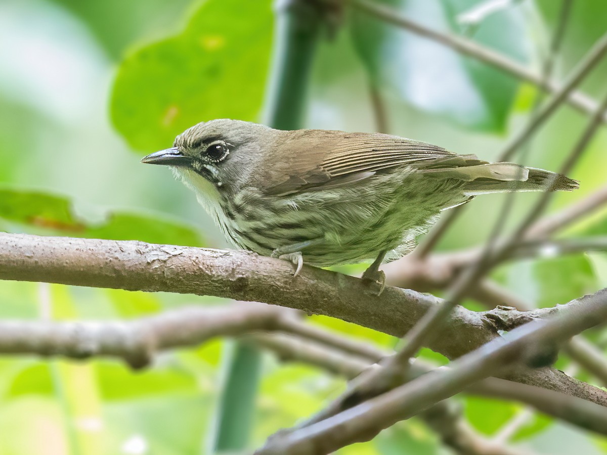 Luzon Striped-Babbler - Zosterornis striatus - Birds of the World