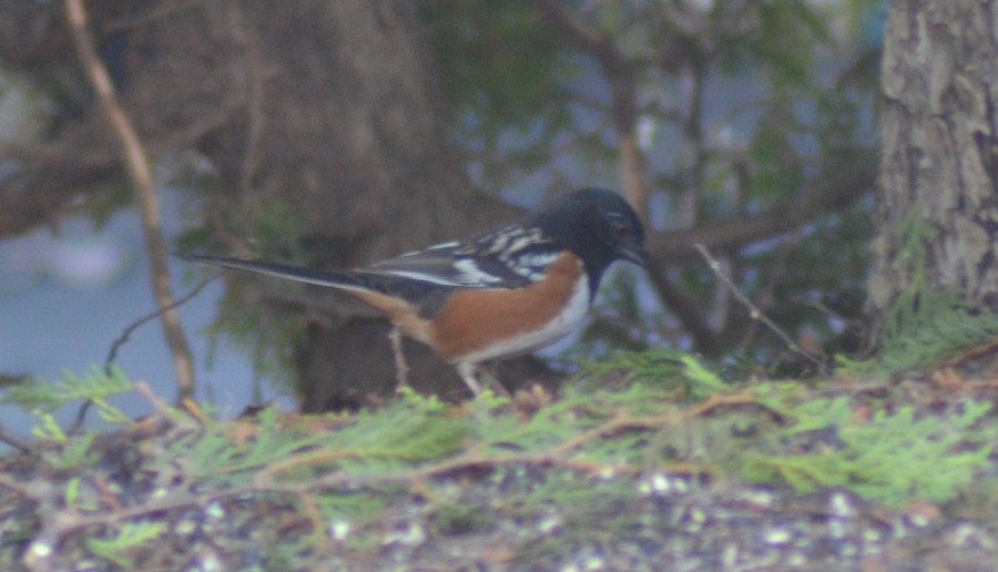 Тауї sp. - eBird