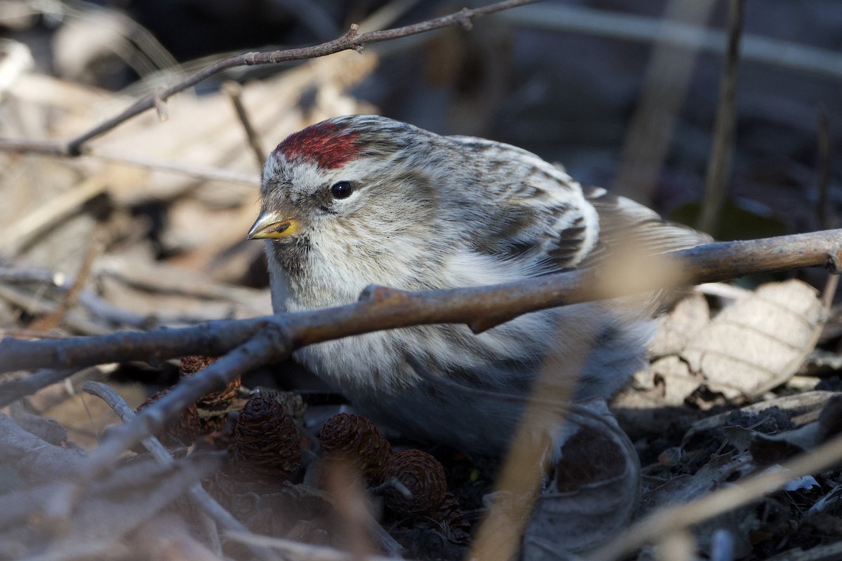 eBird Checklist - 20 Mar 2023 - Toronto--Colonel Samuel Smith Park - 26 ...